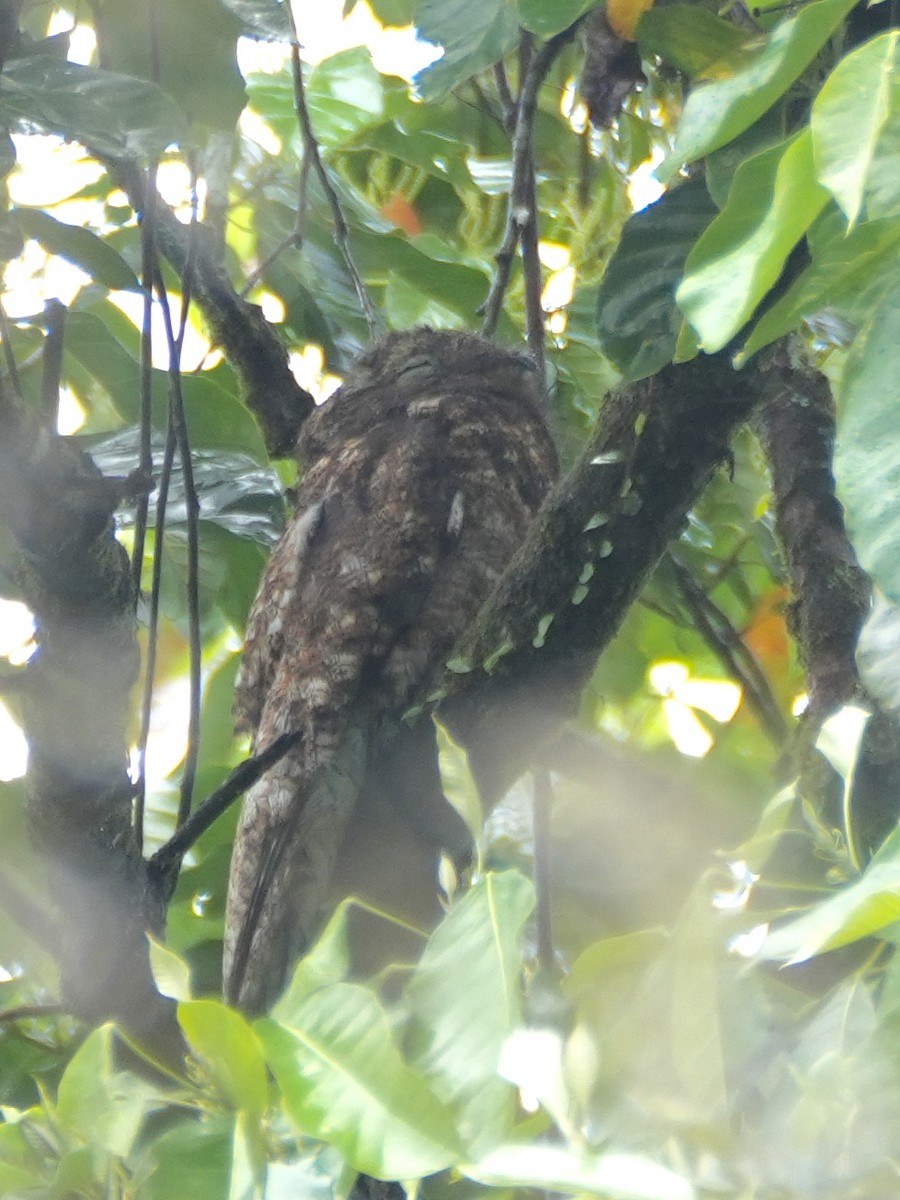eBird Checklist - 11 Apr 2025 - Centro Manú - 12 species