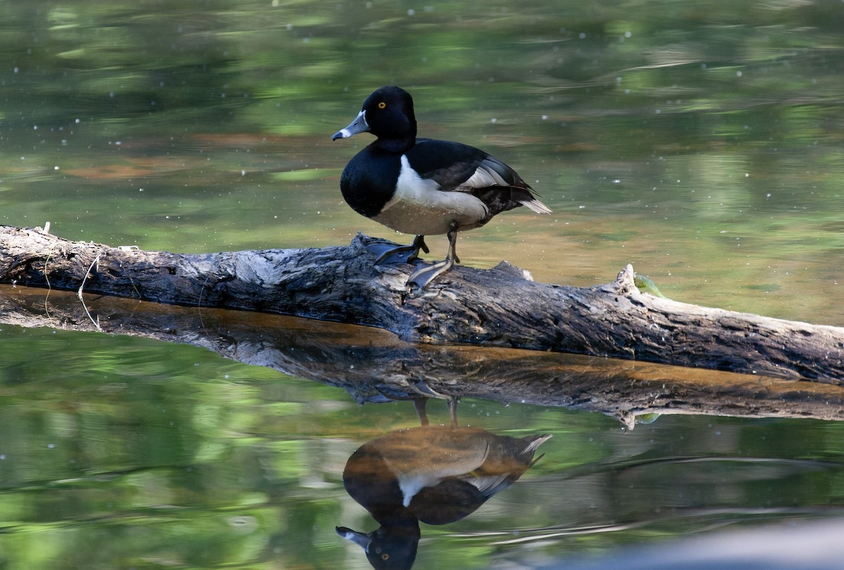 eBird Checklist - 13 Apr 2025 - Brick Pond Park - 29 species