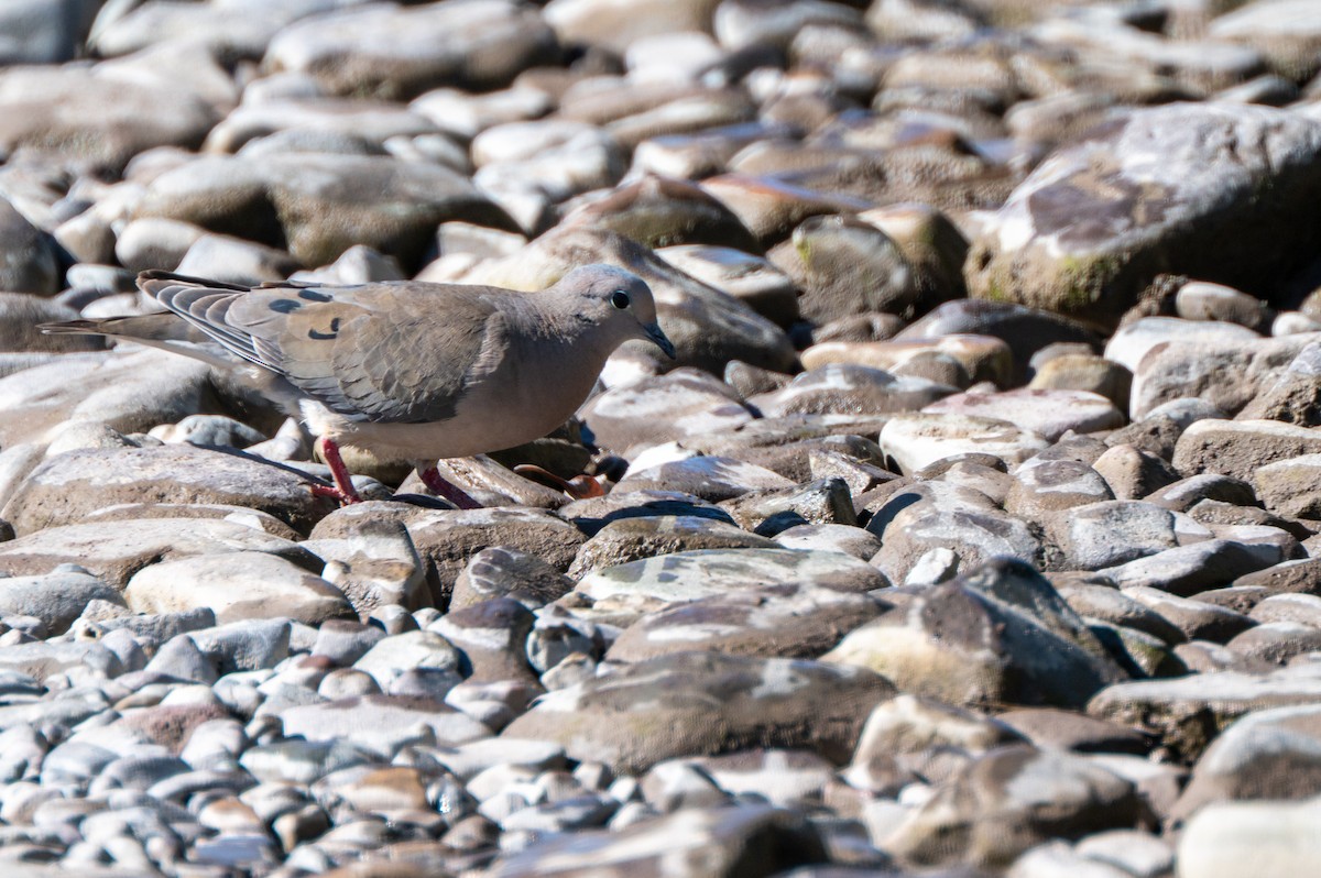 eBird Checklist - 11 Oct 2024 - A4414, Campo Quijano AR-Salta (-24.8564 ...