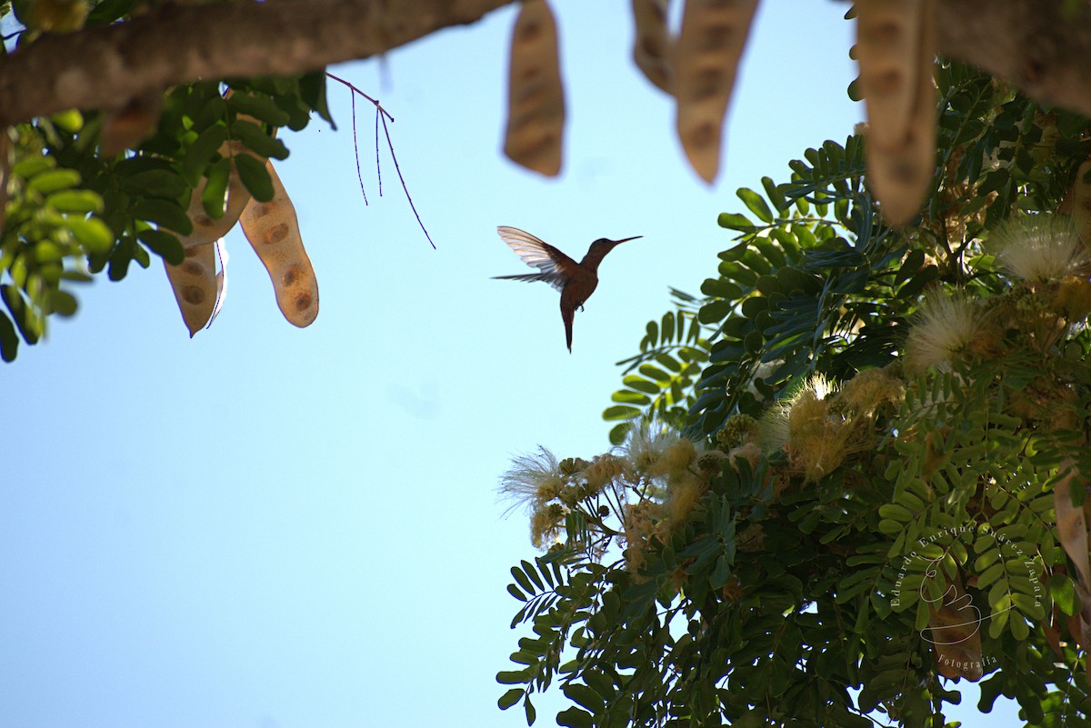 ML633970591 - Cinnamon Hummingbird - Macaulay Library