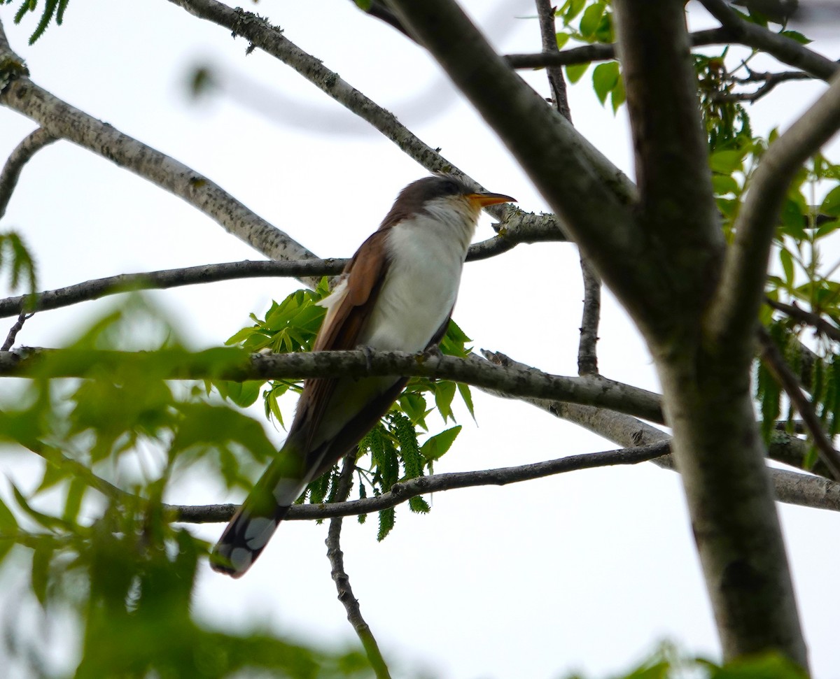 eBird Checklist - 18 Apr 2025 - El Franco Lee Park - 55 species