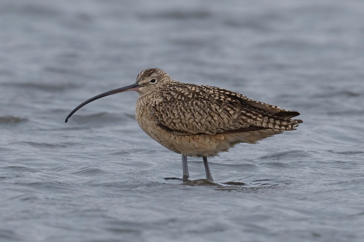 eBird Checklist - 18 Apr 2025 - Wagon Train RA - 2 species