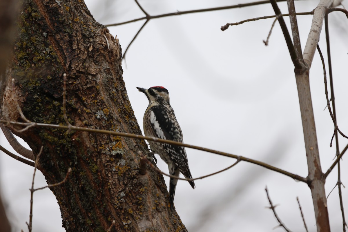 eBird Checklist - 18 Apr 2025 - SE33-3-12W yard - 14 species