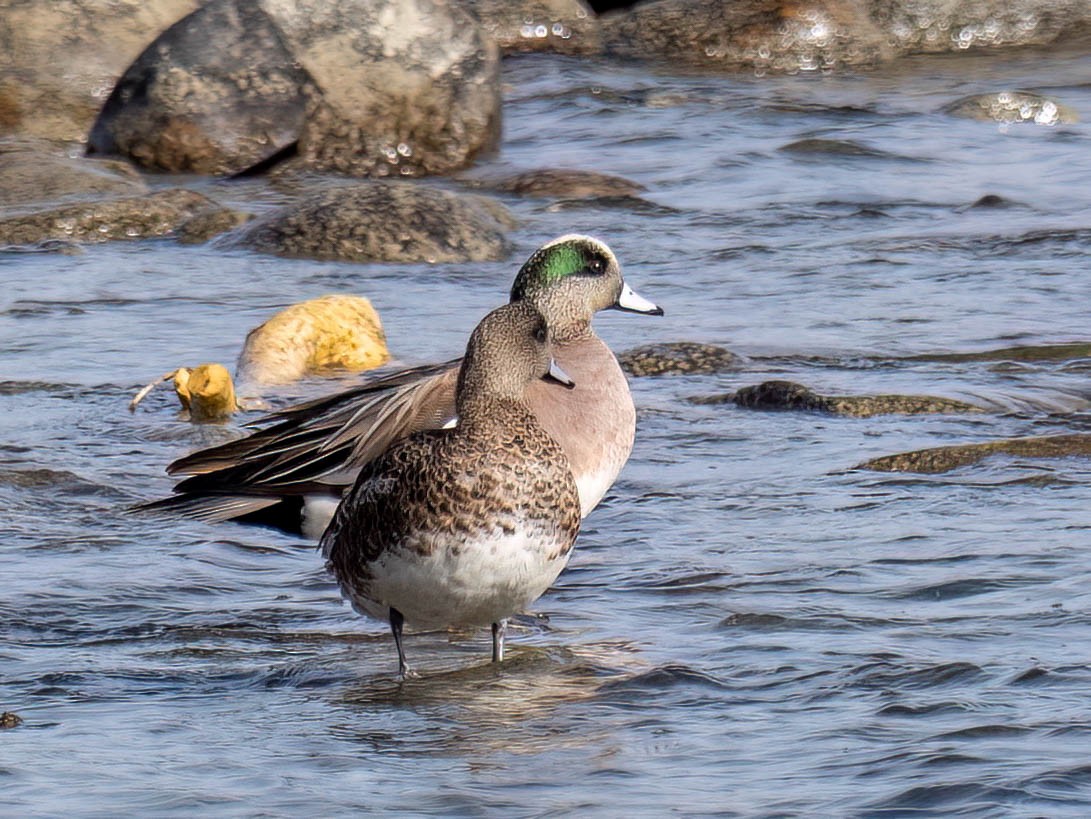 eBird Checklist - 18 Apr 2025 - Fish Creek PP--Lafarge Meadows - 31 species