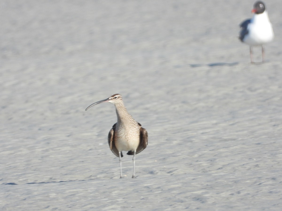 ebird-checklist-18-apr-2025-huguenot-memorial-city-park-8-species