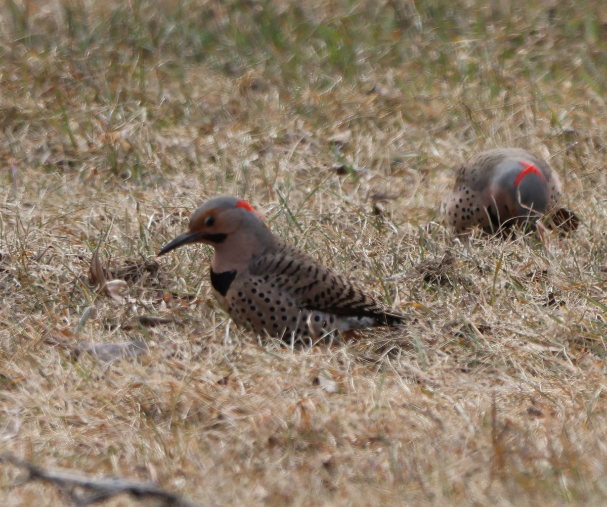 eBird Checklist - 18 Apr 2025 - SE33-3-12W yard - 2 species