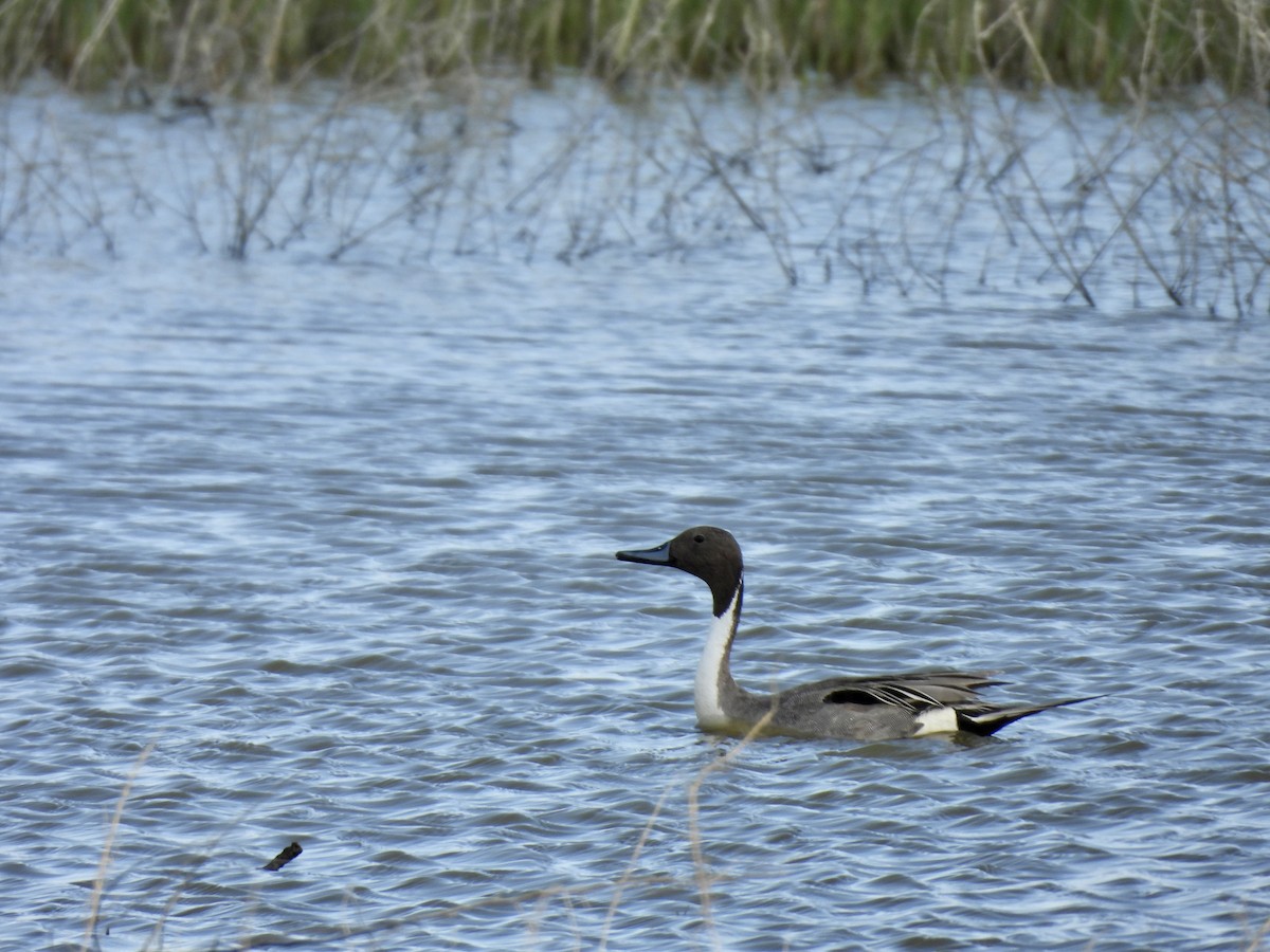 eBird Checklist - 18 Apr 2025 - Piute Ponds (permit required) - 56 ...