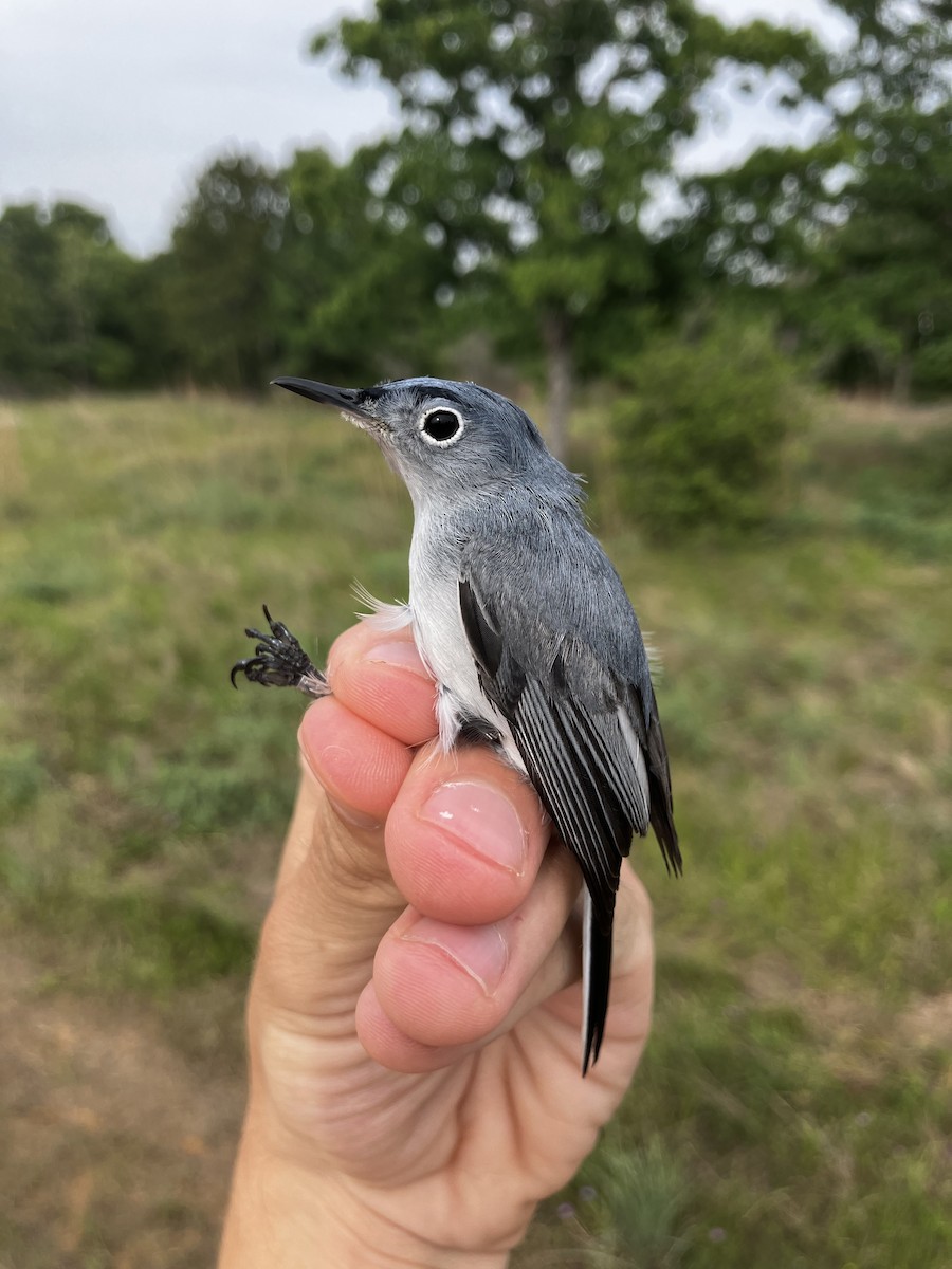 eBird Checklist - 18 Apr 2025 - Texas A&M Univ.--Ecology & Natural Resource area - 38 species