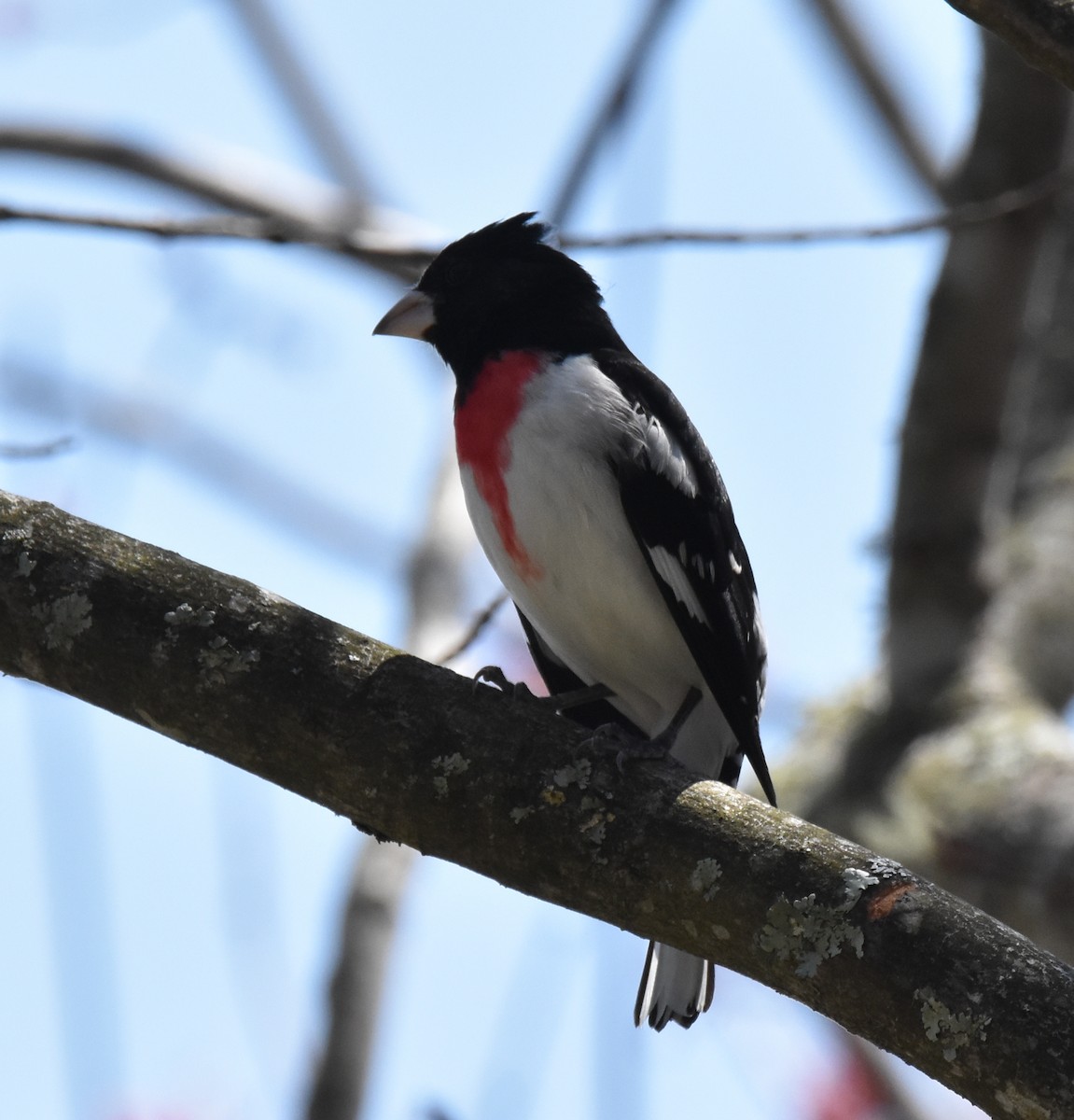 eBird Checklist - 18 Apr 2025 - My Yard - 33 species