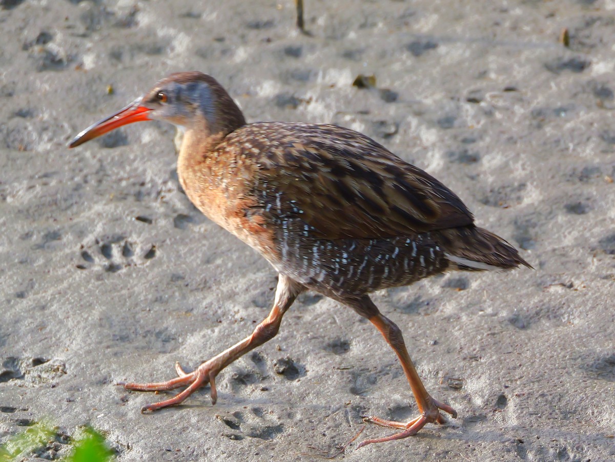 eBird Checklist - 18 Apr 2025 - South Padre Is.--Birding and Nature ...