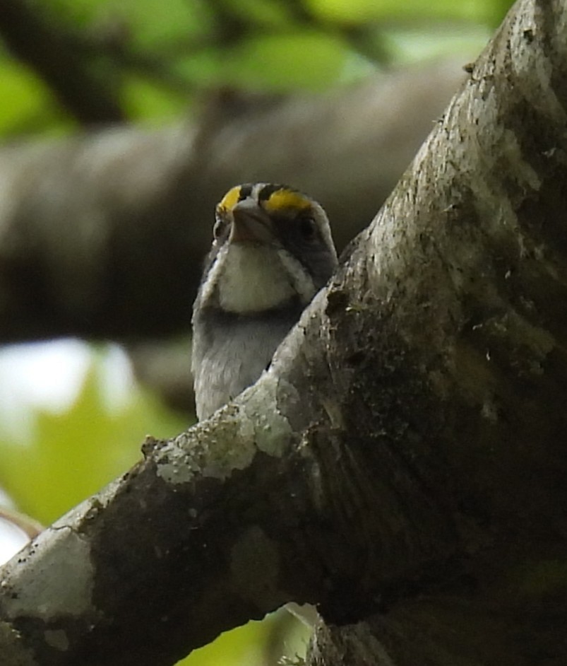 eBird Checklist - 17 Apr 2025 - Kelly’s Landing Rd. - 24 species