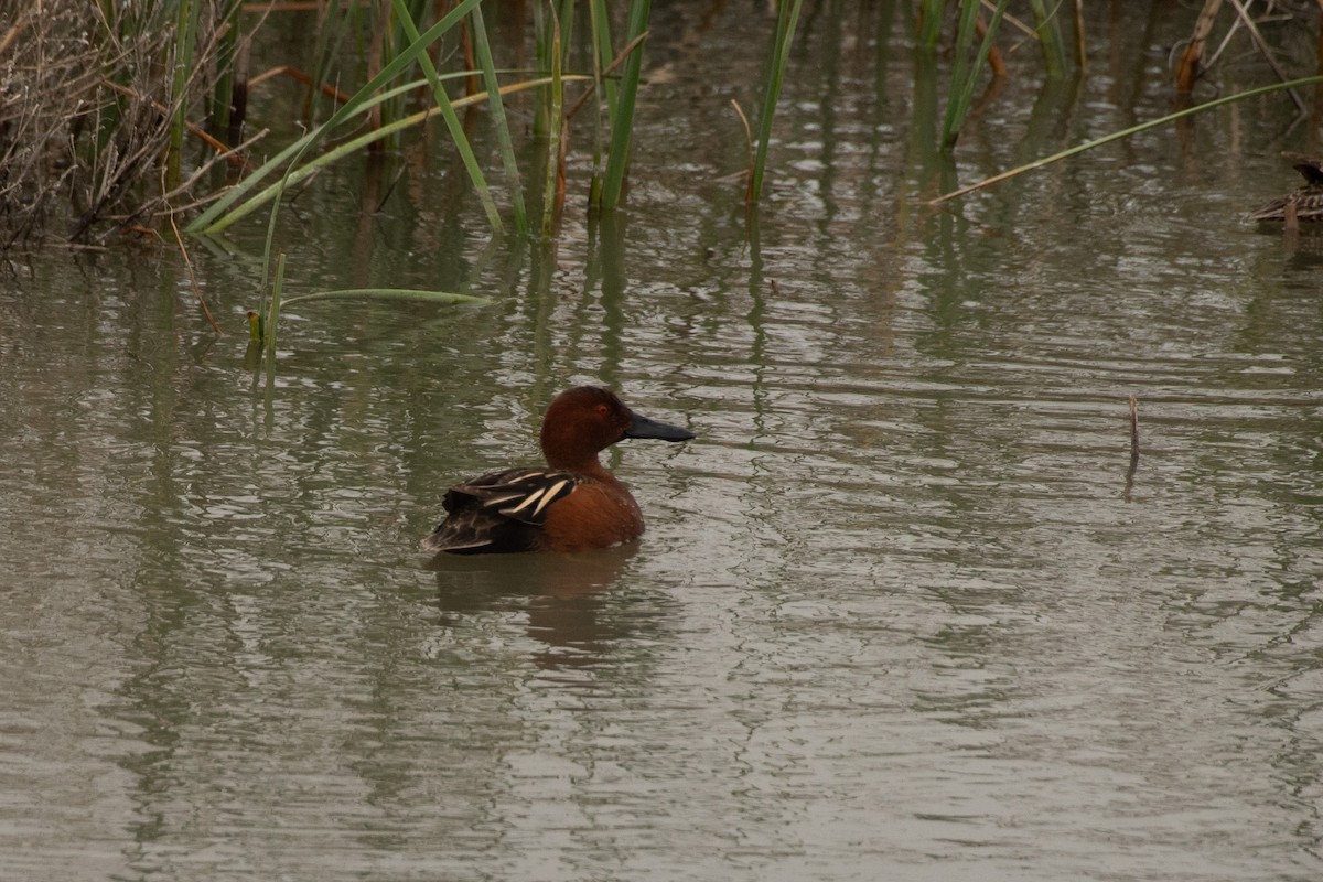 eBird Checklist - 18 Apr 2025 - Cheyenne Bottoms WA--1A & 4A Dike Rd ...