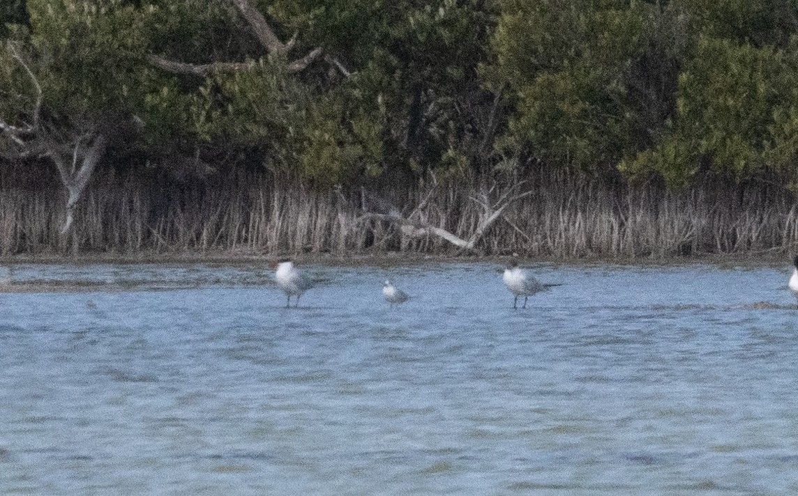 eBird Checklist - 30 Mar 2025 - 4th Stop Sendero Las Salinas, Mar 30 ...