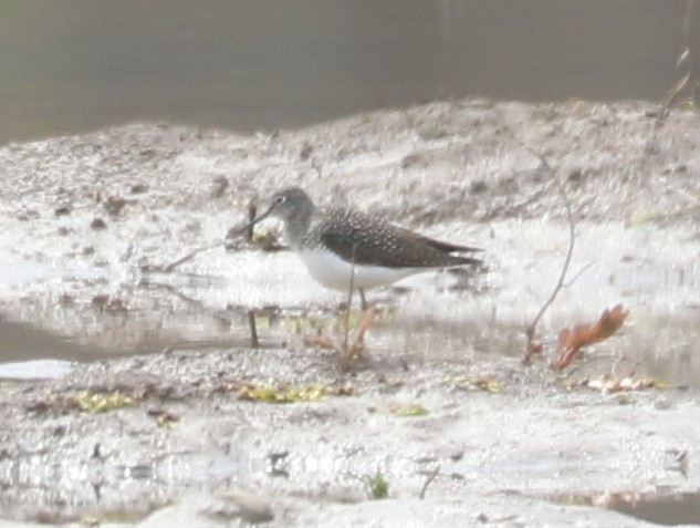 Pennsylvania Bird Atlas Checklist - 18 Apr 2025 - Robert Porter Allen ...