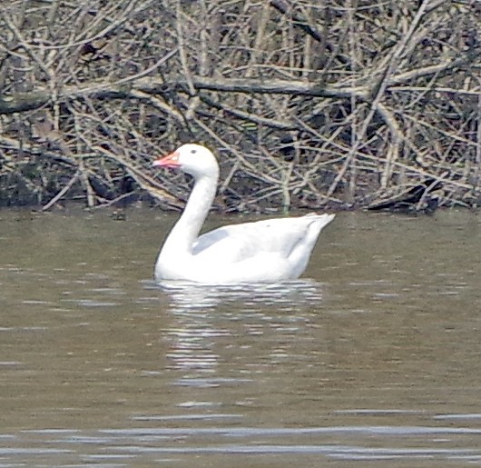 eBird Checklist - 18 Apr 2025 - Shenango Reservoir--Chestnut Run - 8 ...
