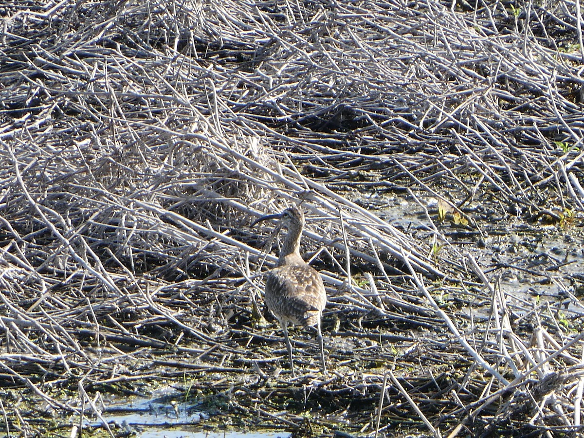 eBird Checklist - 18 Apr 2025 - Natomas Rd. ACOE project area (Sutter ...