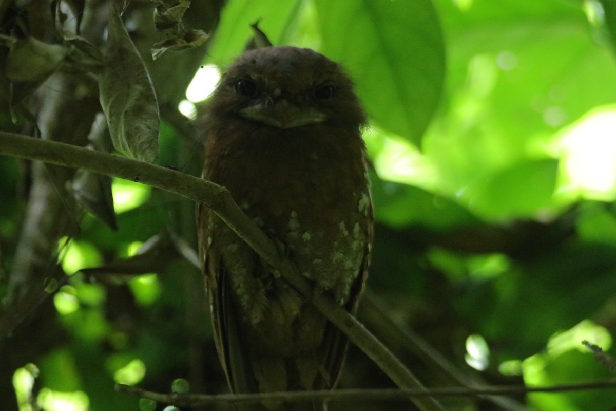 eBird Checklist - 16 Apr 2025 - Thattekad Bird Sanctuary--Urulanthanni ...