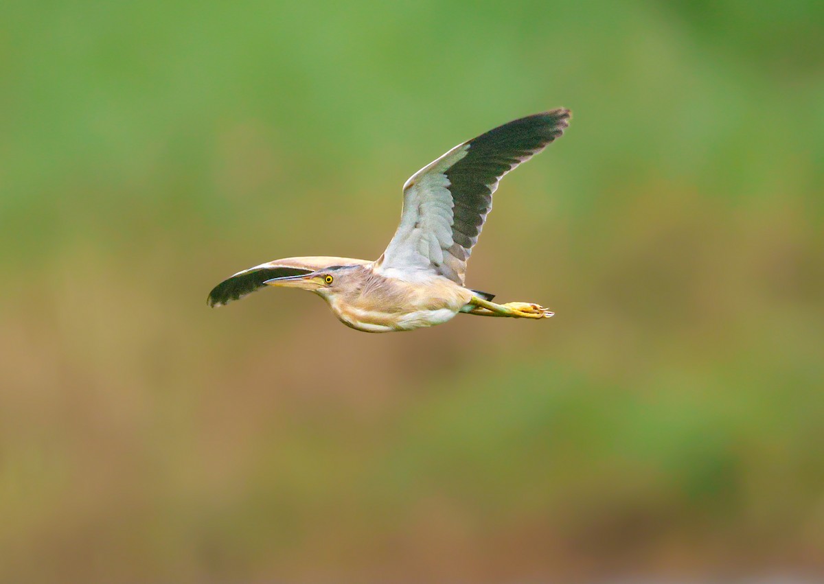 eBird Checklist - 19 Apr 2025 - Tai Sang Wai 大生圍 - 53 species (+1 other ...