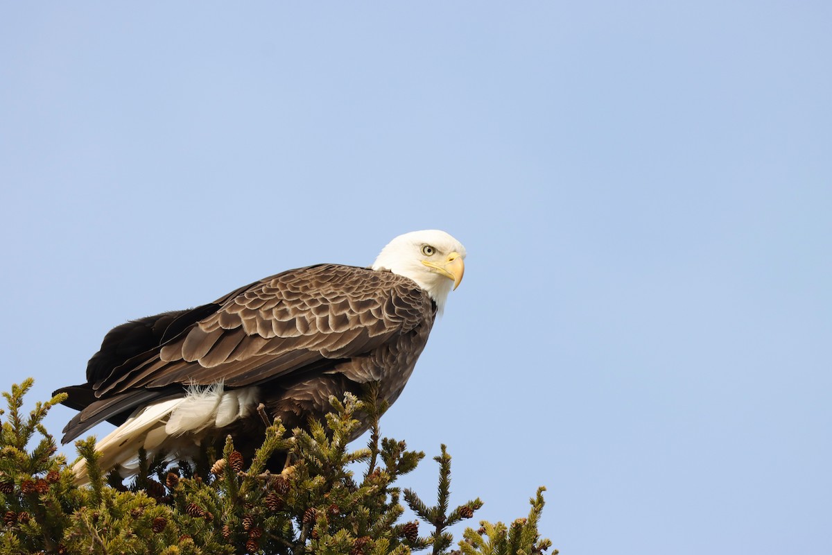 eBird Checklist - 17 Apr 2025 - Prairie road near Duff road - 8 species