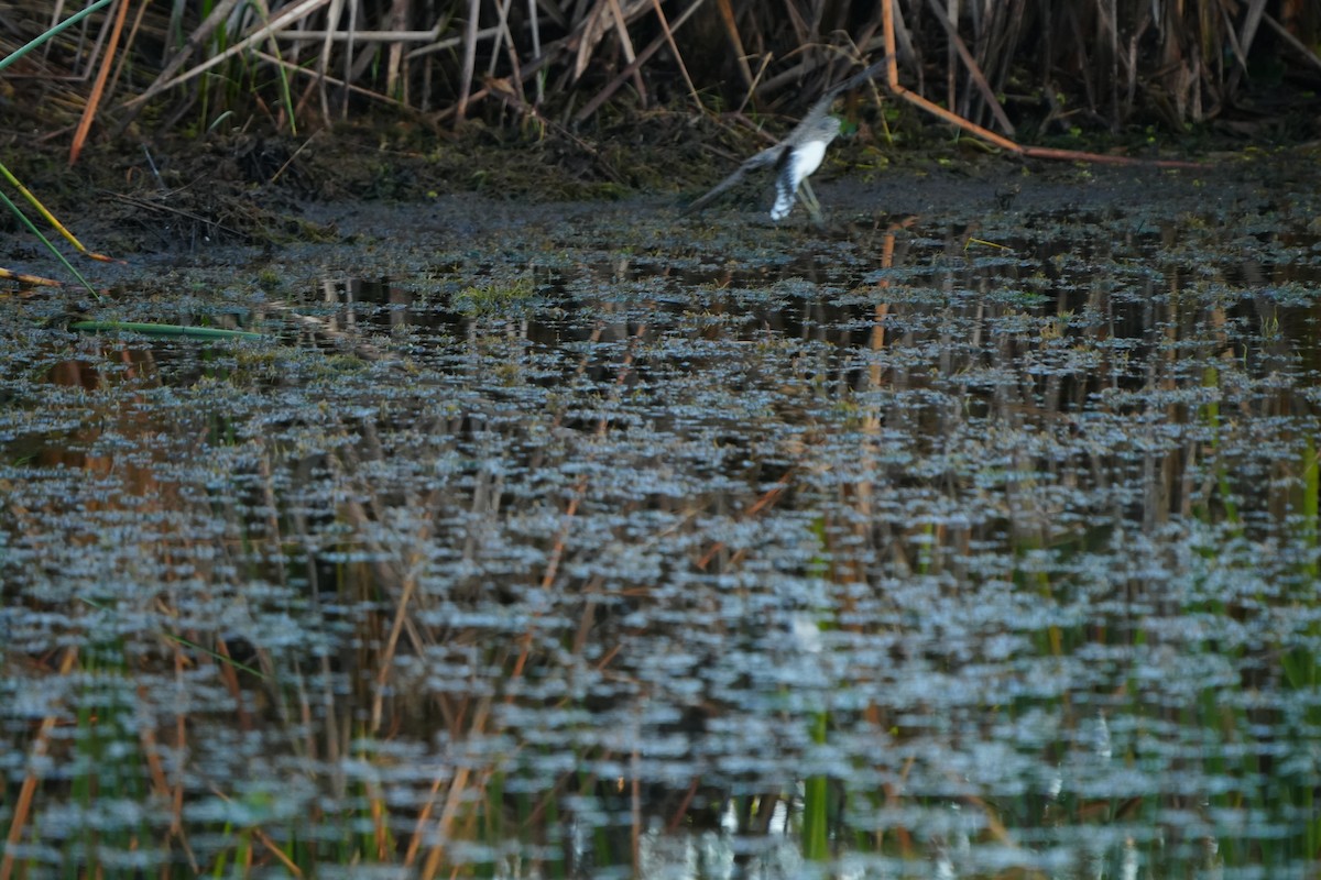eBird Checklist - 19 Apr 2025 - Lake Woodruff NWR - 49 species (+1 ...