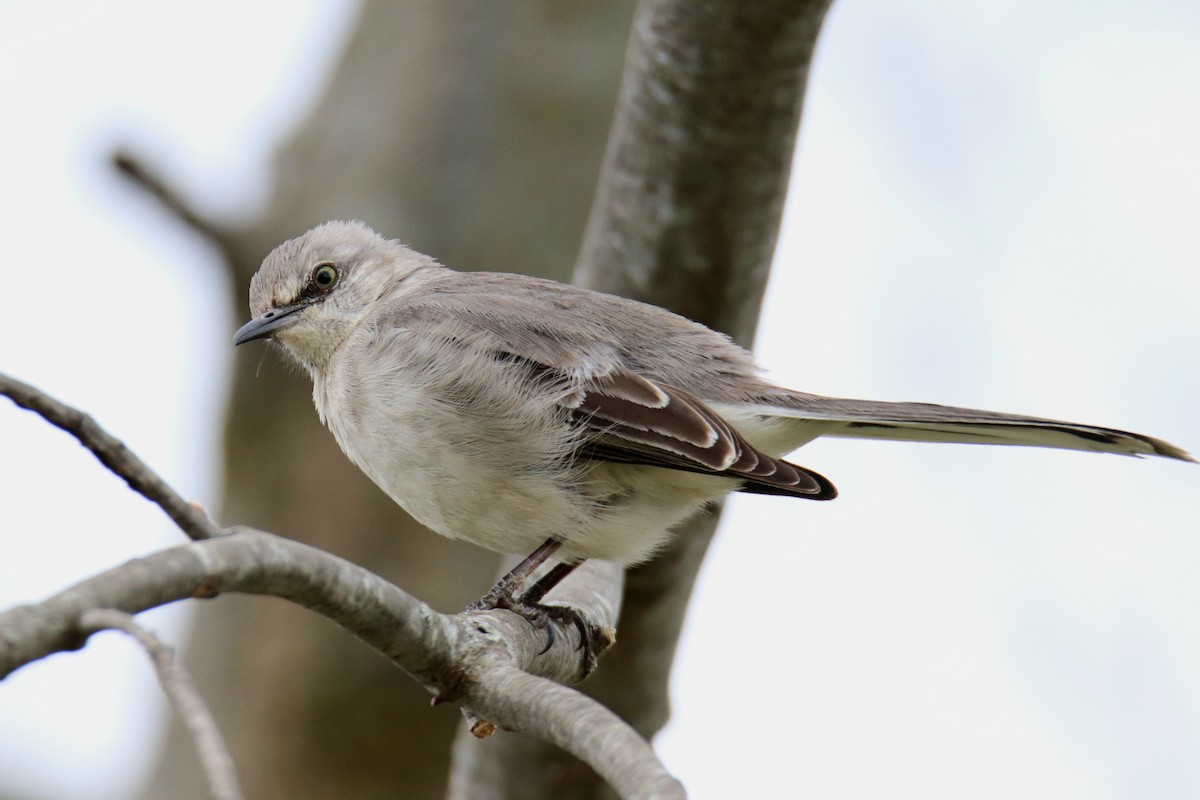 eBird Checklist - 18 Apr 2025 - Lake Decatur--Sportsman's Park - 1 species