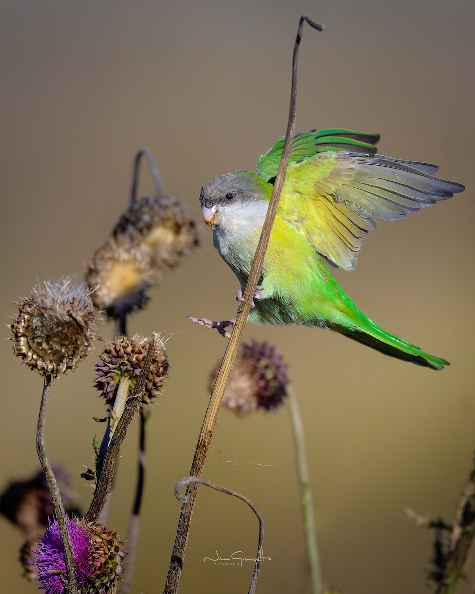 ML634026810 - Gray-hooded Parakeet - Macaulay Library