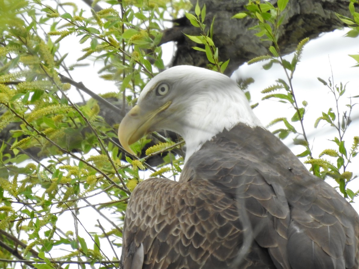 eBird Checklist - 18 Apr 2025 - Kimmswick port - 40 species