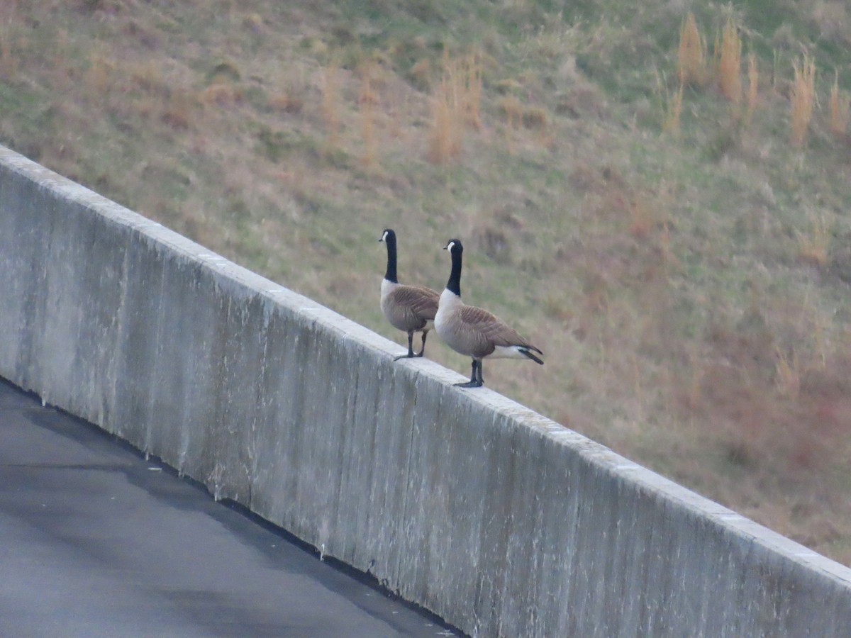 Pennsylvania Bird Atlas Checklist - 19 Apr 2025 - Penn Forest Reservoir ...