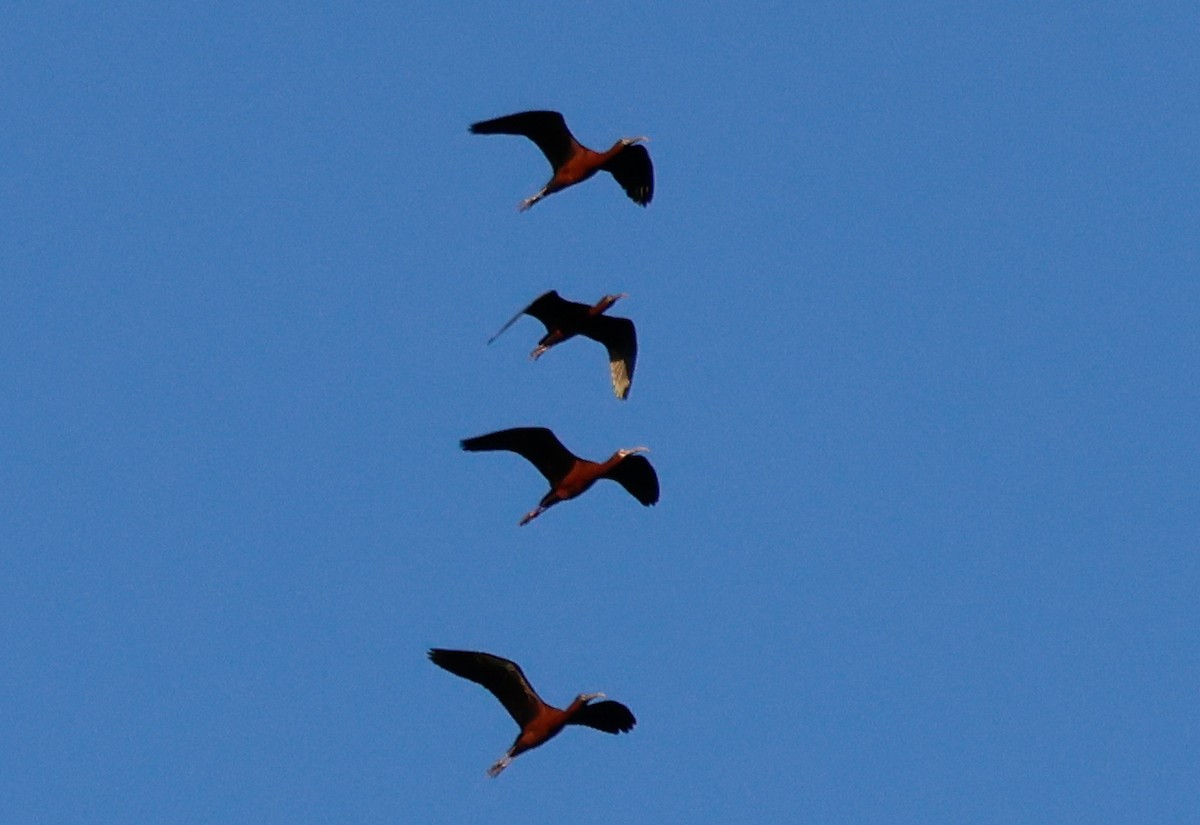 ML634029719 - White-faced Ibis - Macaulay Library