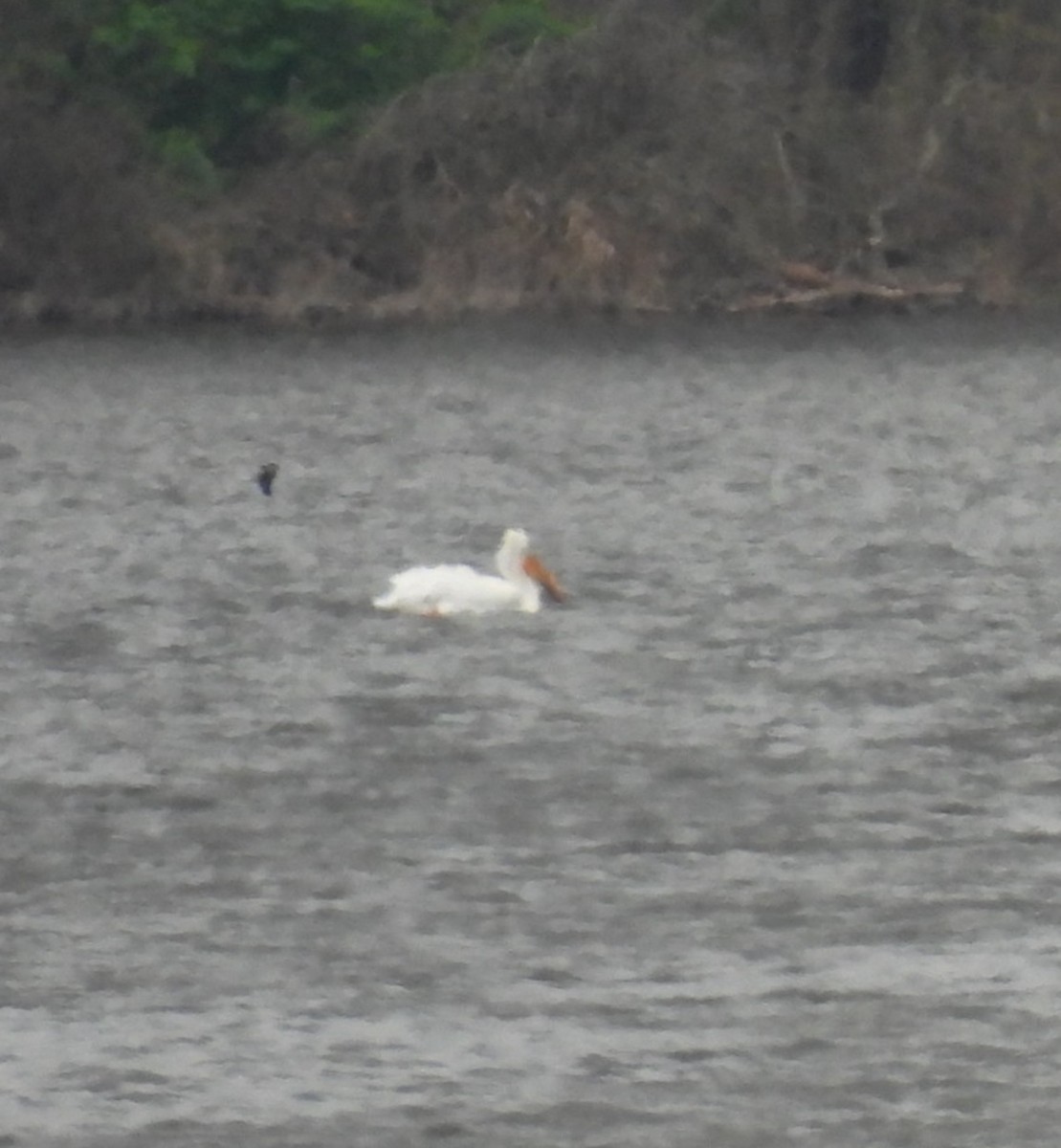 eBird Checklist - 19 Apr 2025 - Walborn Reservoir (Stark Co.) - 6 species