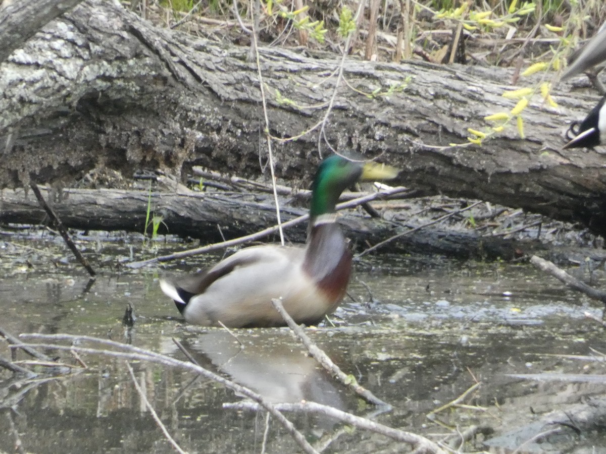 eBird Checklist - 19 Apr 2025 - Tinicum Island Rd. Bike Trail - 22 species