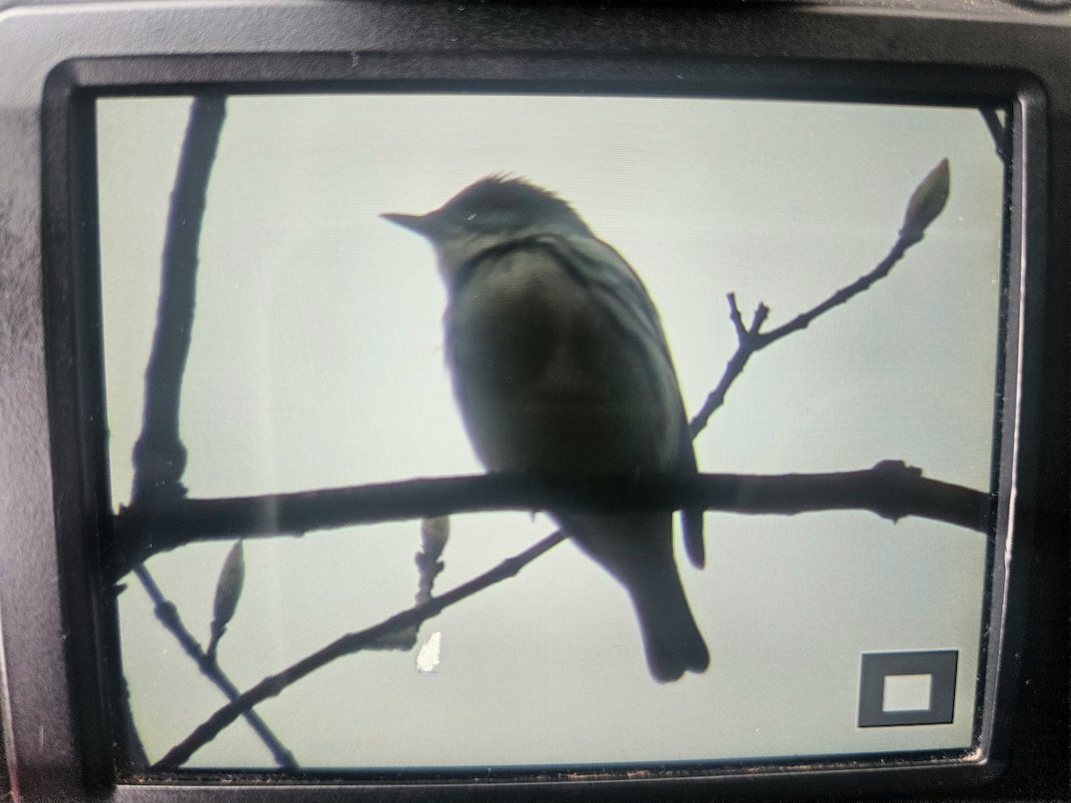 eBird Checklist - 19 Apr 2025 - Old Mine Road IBA (Warren County only ...