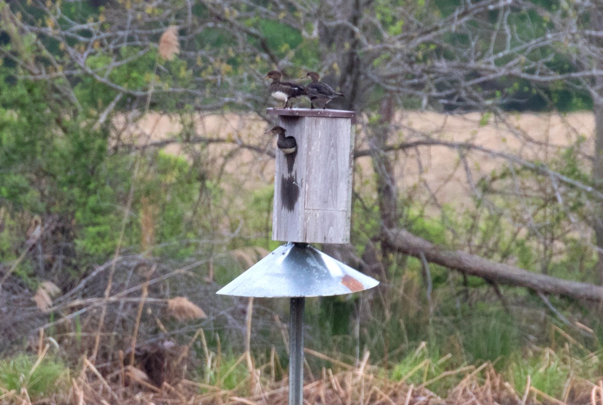eBird Checklist - 19 Apr 2025 - Swan Harbor Farm Park - 60 species