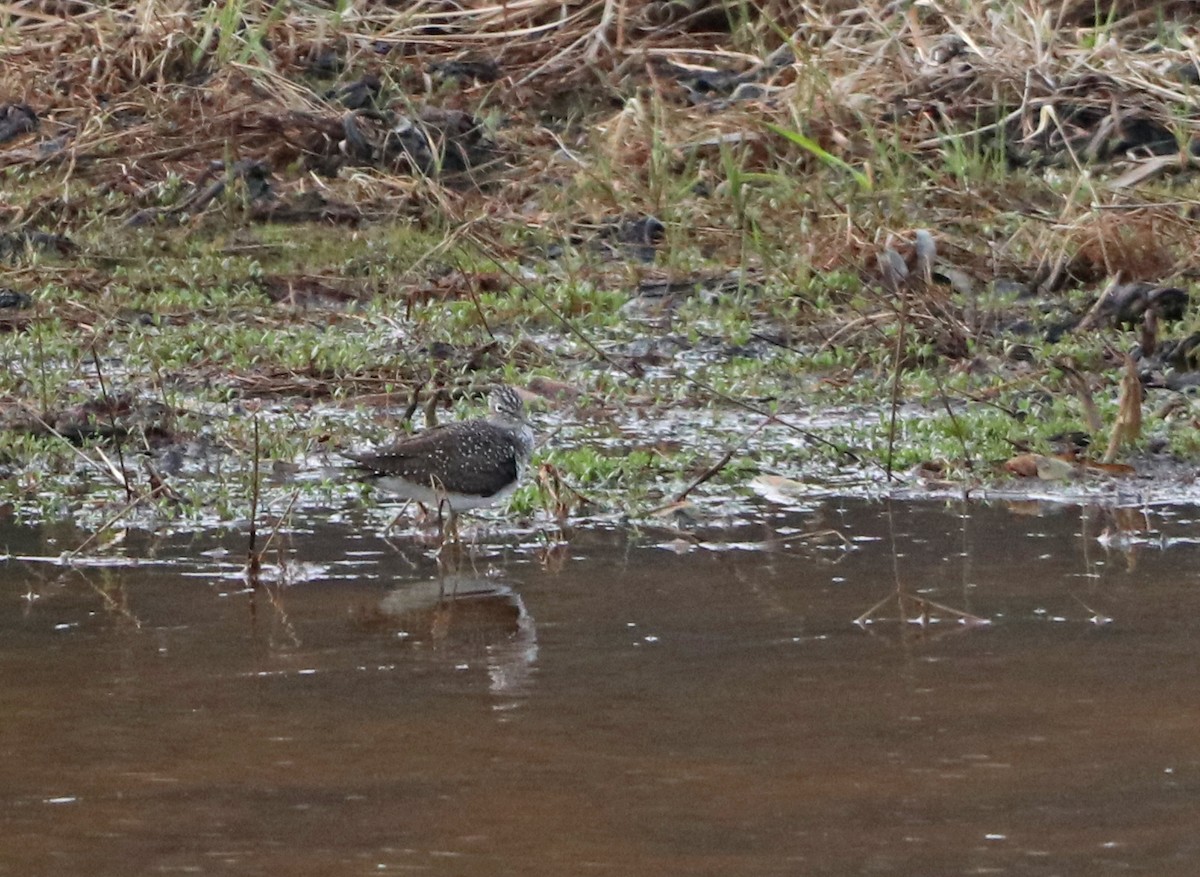 Pennsylvania Bird Atlas Checklist - 19 Apr 2025 - Scotia Barrens (IBA ...