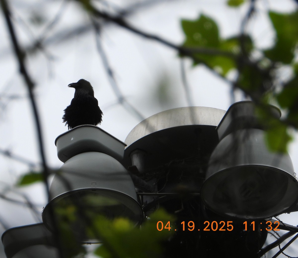 eBird Checklist - 19 Apr 2025 - 3100 Fairview Park Pwy Raven Nest site ...