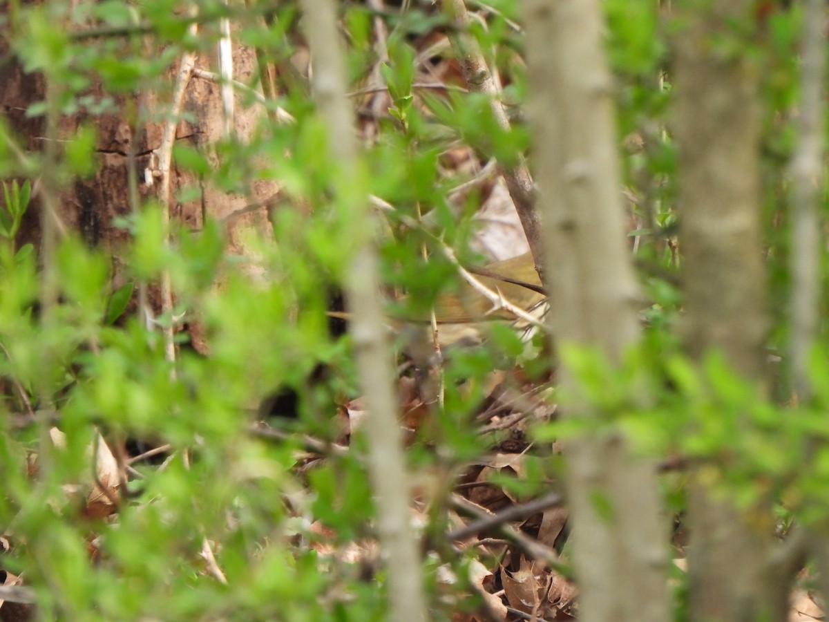 Pennsylvania Bird Atlas Checklist - 19 Apr 2025 - SGL 188 - Ritter Ridge Rd parking lot #2 - 30 ...