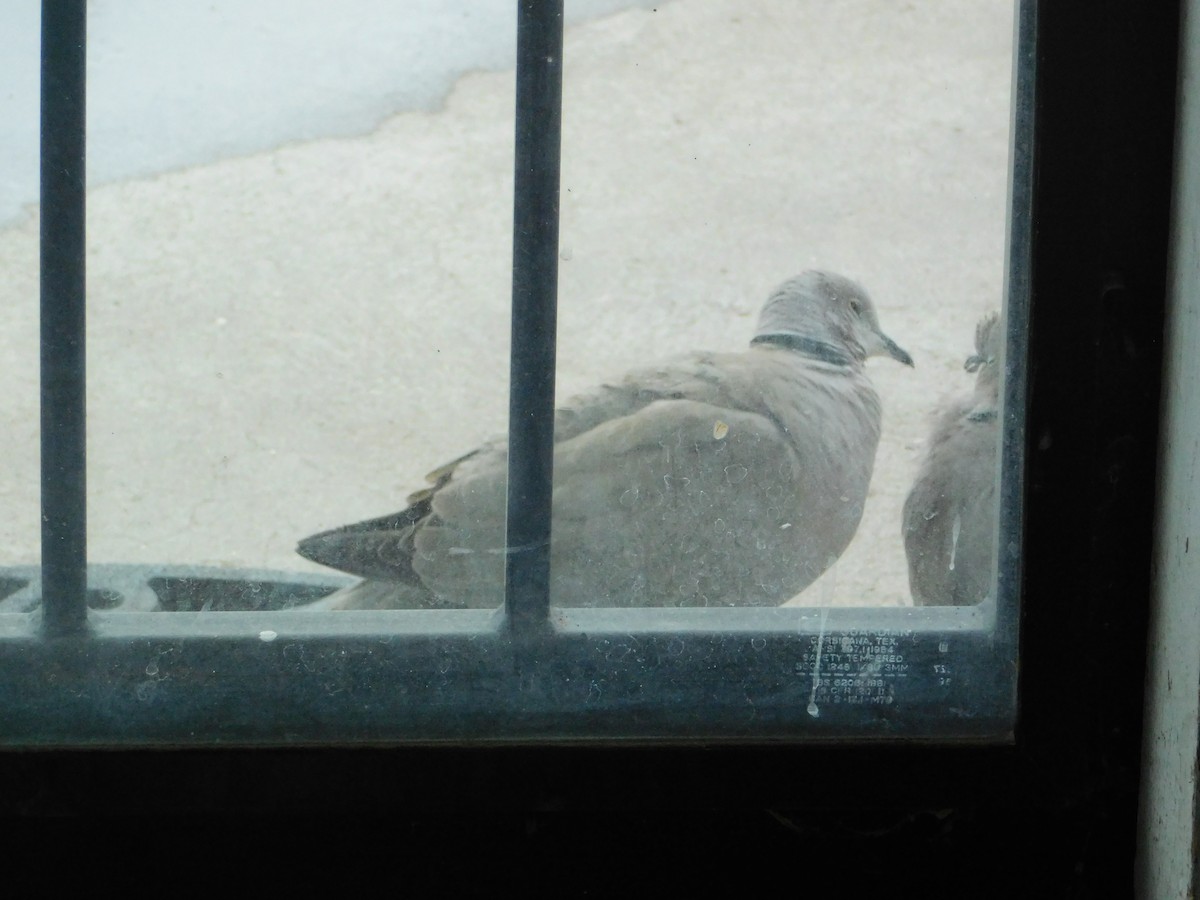 eBird Checklist - 19 Apr 2025 - My backyard - 6 species