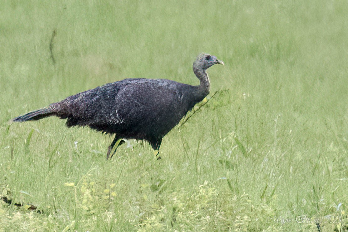 eBird Checklist - 19 Apr 2025 - Hagerman NWR - 13 species