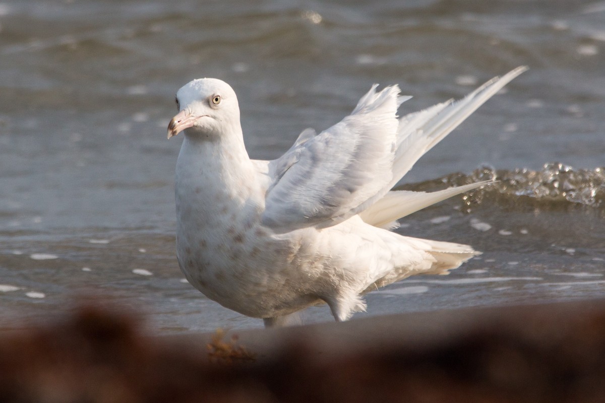 eBird Checklist - 16 Apr 2025 - Port Bolivar beach SE of ferry landing ...