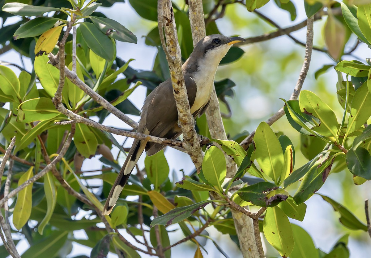 eBird Checklist - 19 Apr 2025 - J. N. Ding Darling NWR--Wildlife Drive - 19 species