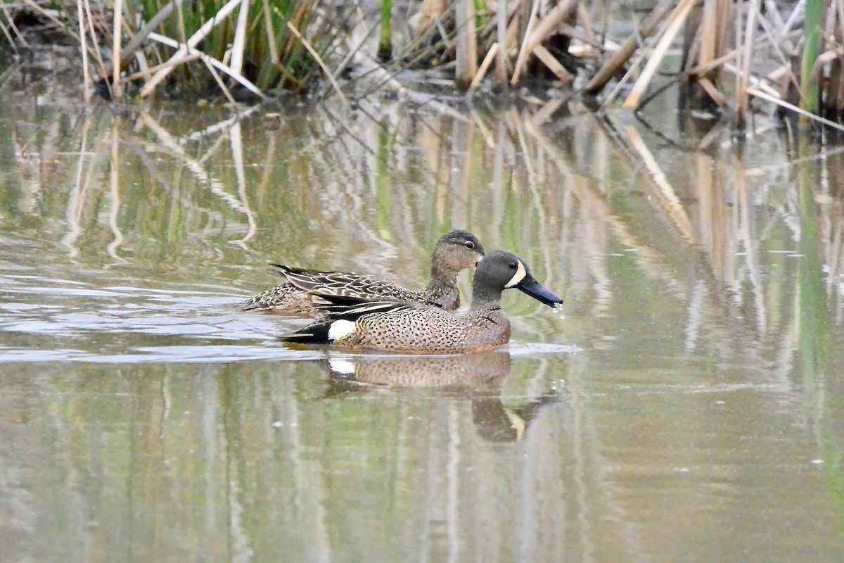 eBird Checklist - 19 Apr 2025 - Leopold's Preserve - 61 species