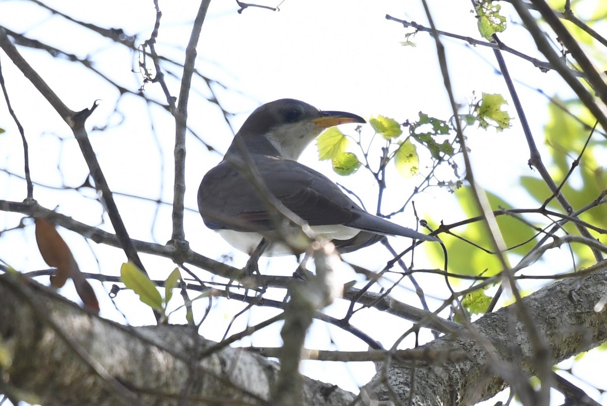 eBird Checklist - 19 Apr 2025 - Lake Woodruff NWR - 20 species