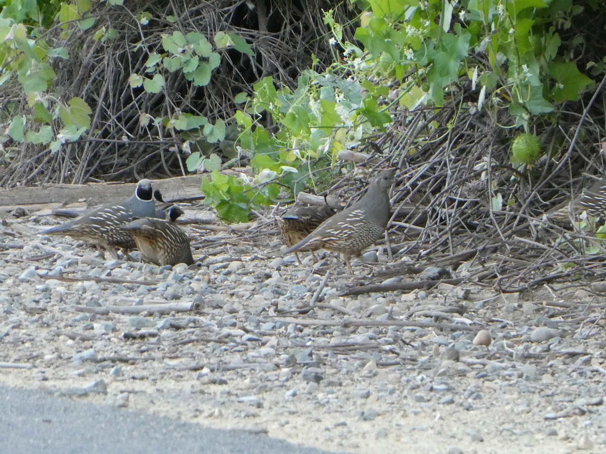 eBird Checklist - 15 Apr 2025 - American River Parkway behind condo ...