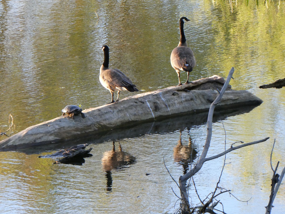 eBird Checklist - 18 Apr 2025 - American River Parkway behind condo ...