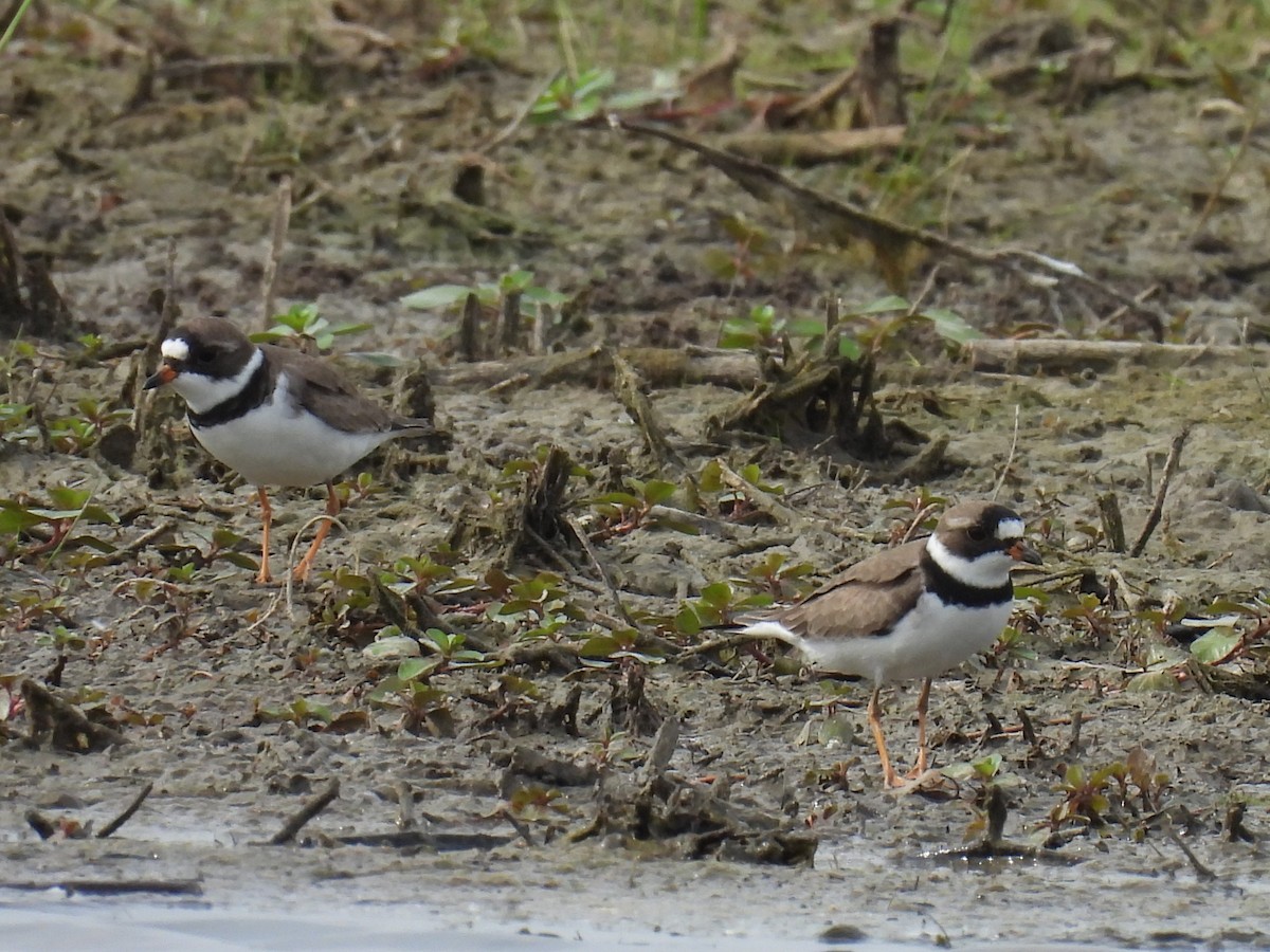 eBird Checklist - 19 Apr 2025 - Shelby Farms Park--Gardner Rd. Marsh ...