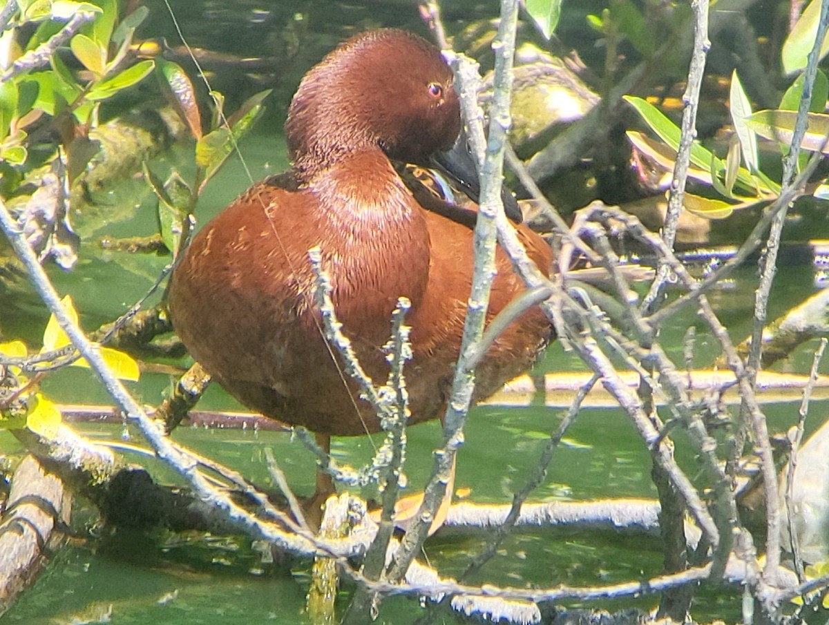 eBird Checklist - 19 Apr 2025 - Oso Flaco Lake (not for beach/ocean ...