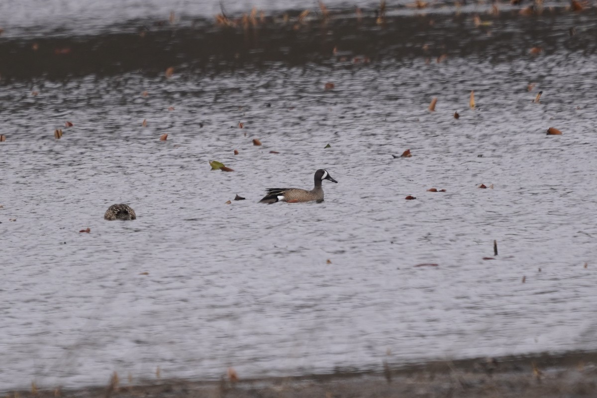 eBird Checklist - 19 Apr 2025 - Boot Lake Nature Preserve - 11 species