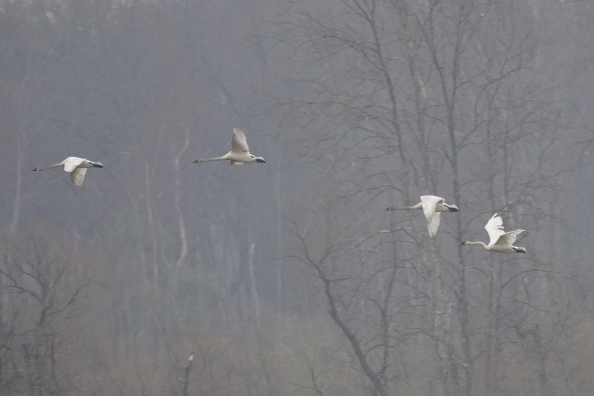 eBird Checklist - 19 Apr 2025 - Pigeon River FWA (Steuben Co.) - 20 species
