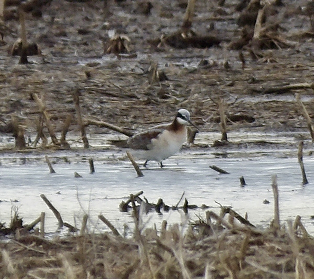 eBird Checklist - 19 Apr 2025 - 5001–5259 N 500 W, McCordsville US-IN ...