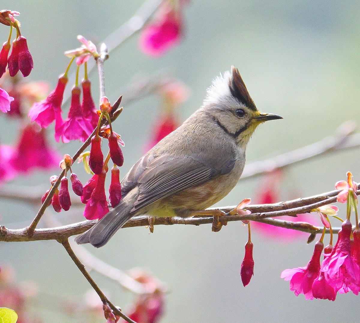 Taiwan Bird Atlas Checklist - 11 Feb 2025 - 台中大雪山IBA--大雪山林道23.5K ...